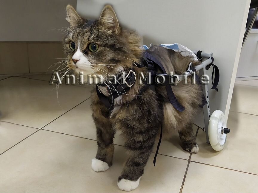 Коляска для кошек