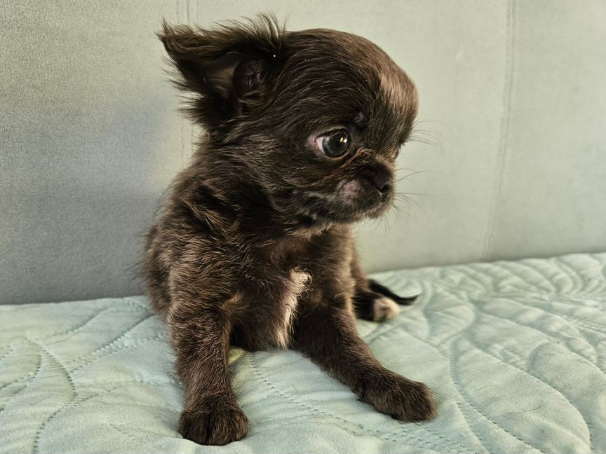 Чихуахуа мини девочка редкого окраса