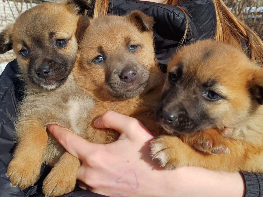 Щеночки в добрые руки.Малыши ищут дом