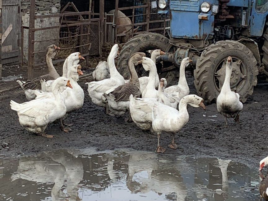 Гуси холмогоры