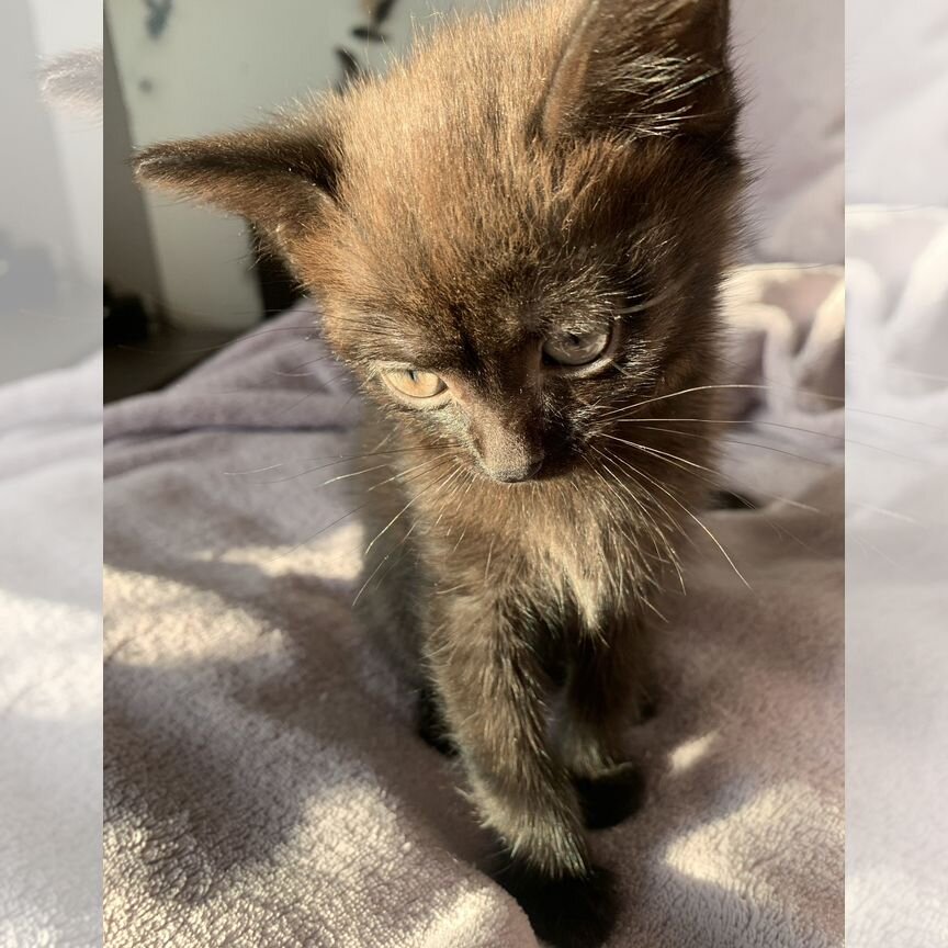 Котёнок в добрые руки