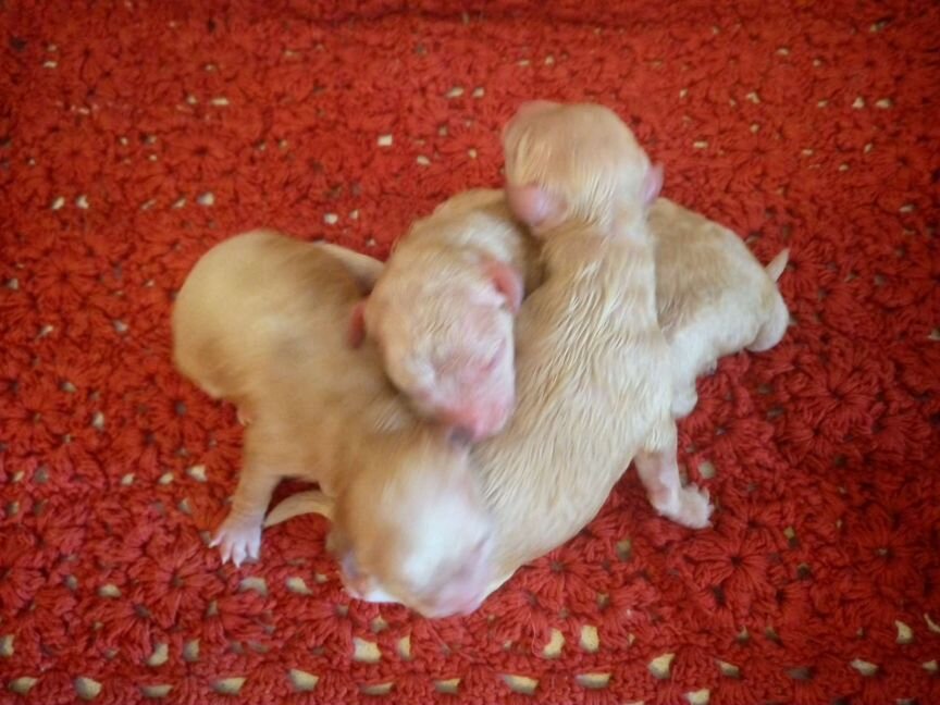 Щенки. Мальтипу правильная.вязка