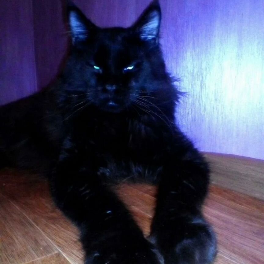 Котята мейн-кун