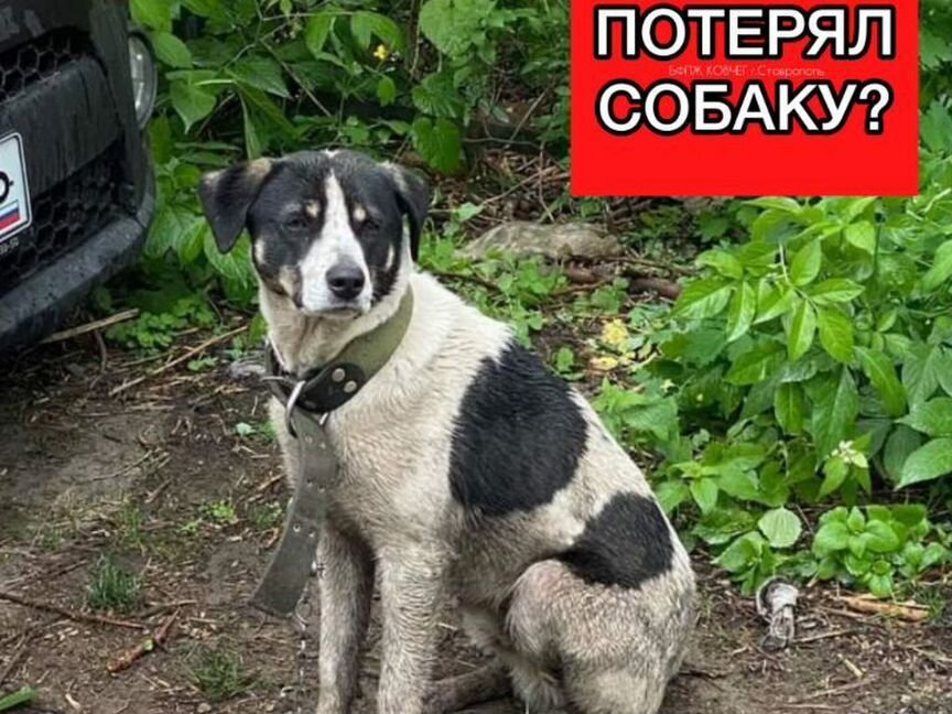 Найден умненький пёсик с обрывком цепи
