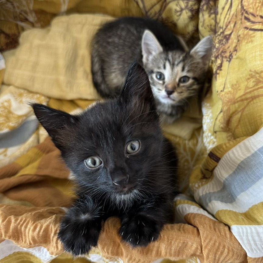 Котята в добрые руки приучены к лотку