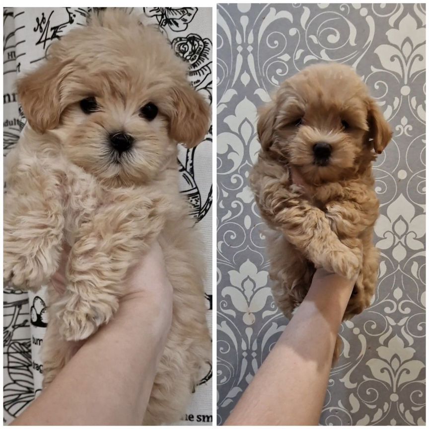 Мальтипу f1 милейшие девочки