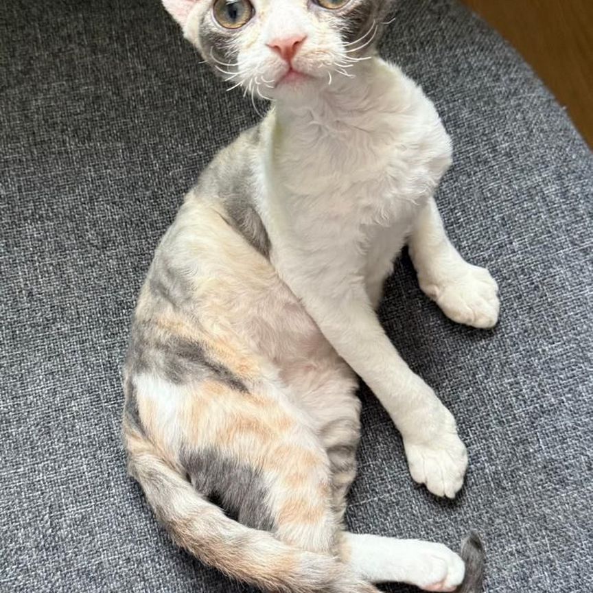 Котенок кошка девон-рекс