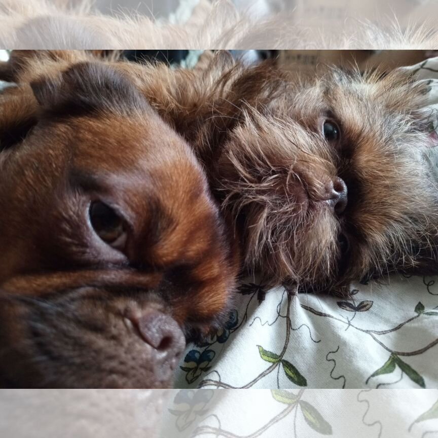 Пти-брабансон, вязка