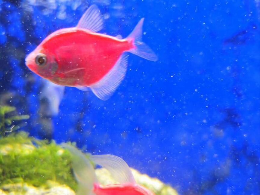 Тернеции гло, 3 синих, 3 красных, цена за 6