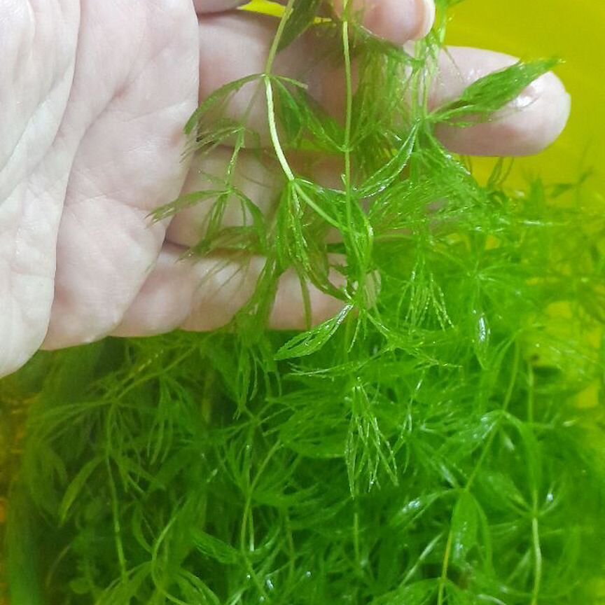 Аквариумное растение