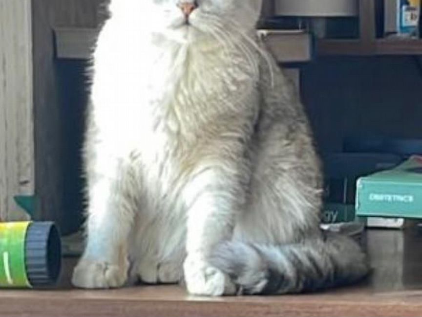 Потерялся кот