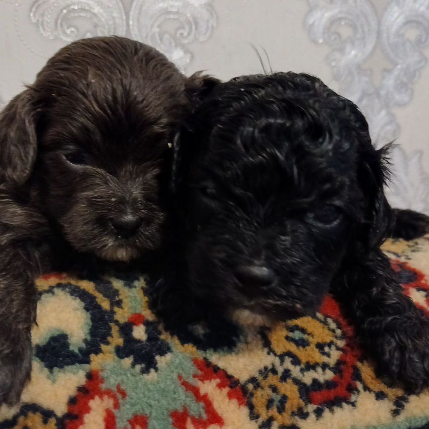 Пудель, щенок