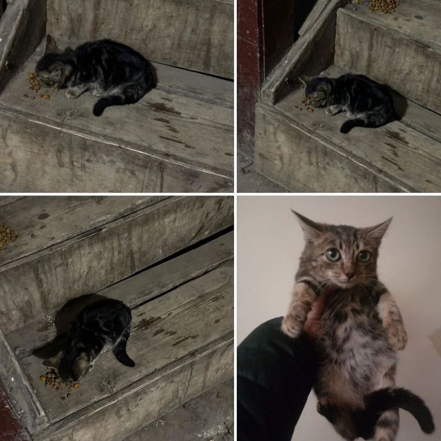 Котёнок в добрые руки