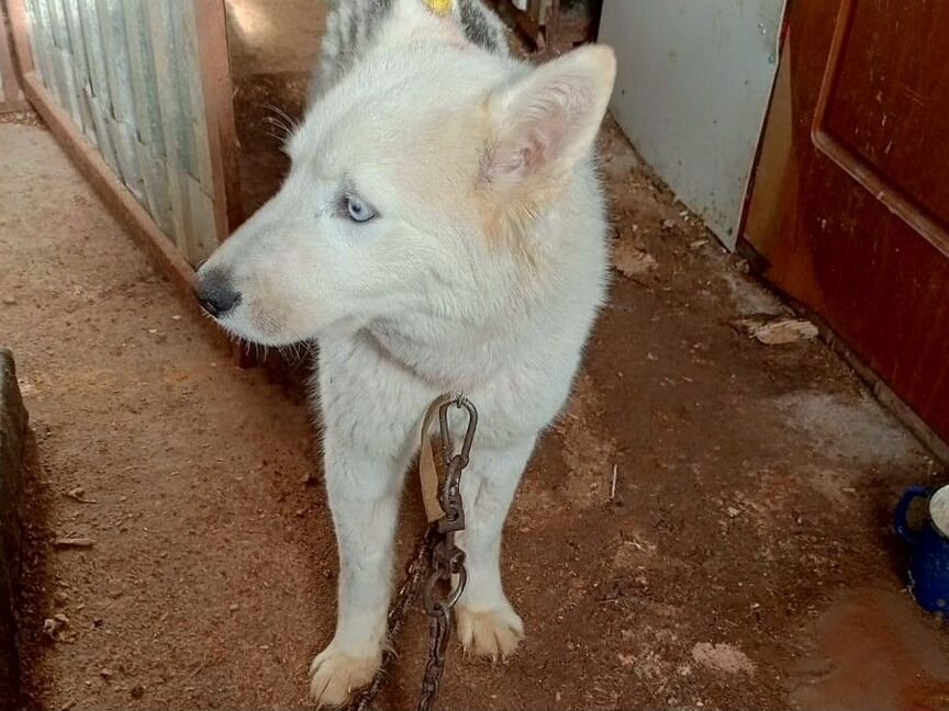 Кобель хаски в хорошую семью бесплатно