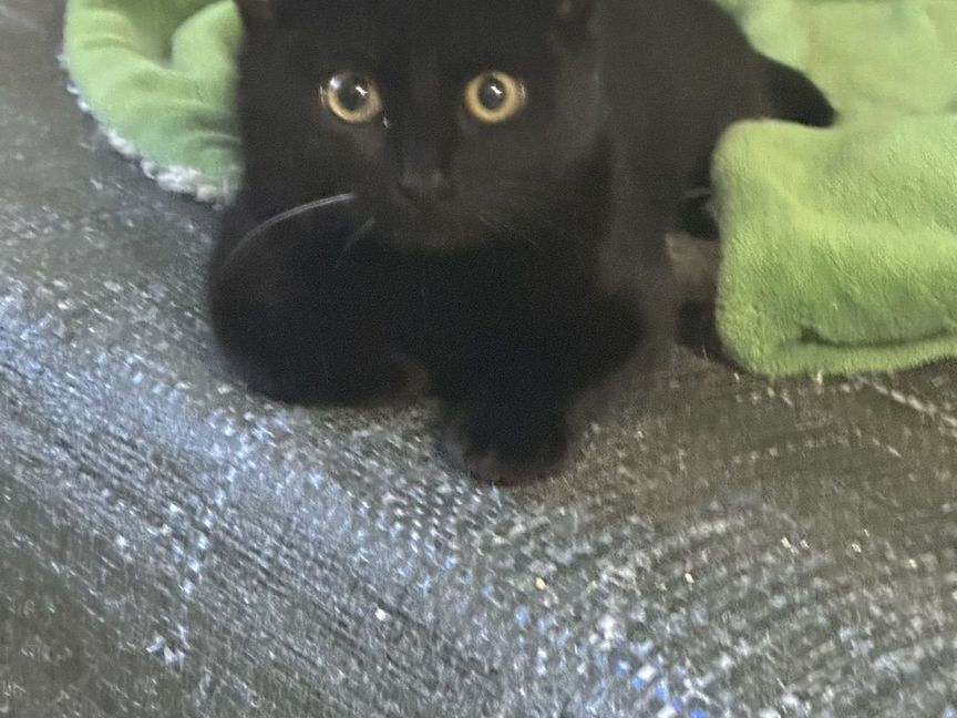 Кошка