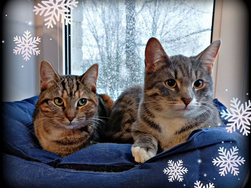 Котята Дюша и Дима. Отдадим в добрые руки