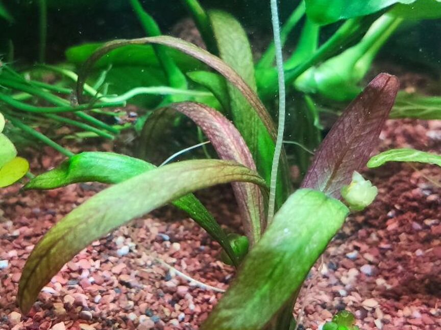 Аквариумные растения