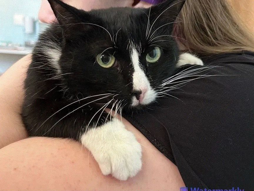 Ласковая нежная игривая кошечка ищет передержку до