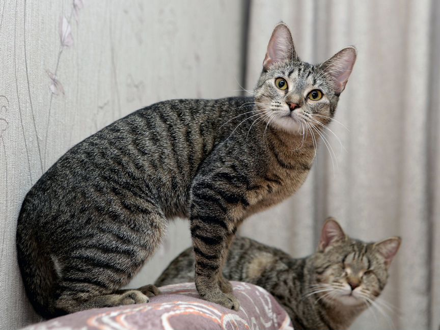Котенок Лариса