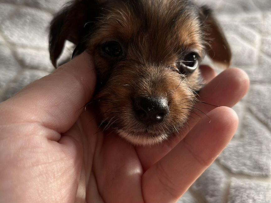 Йоркширский терьер