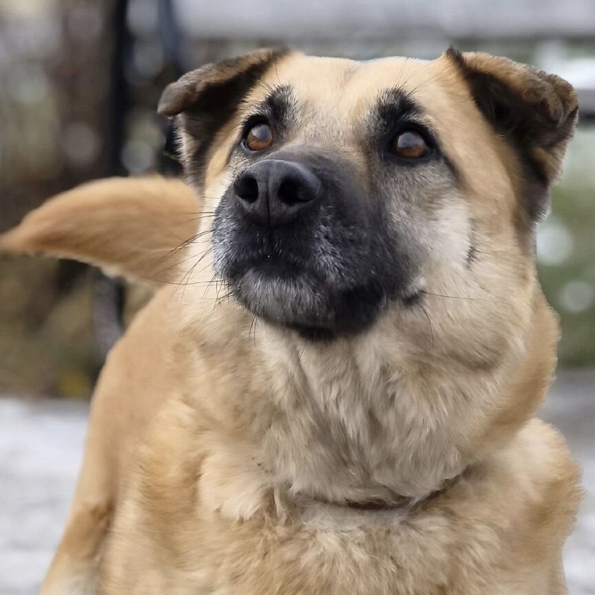 Взрослая собака в добрые руки