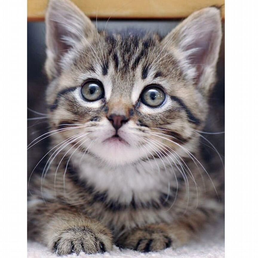 Европейский короткошёрстный котёнок