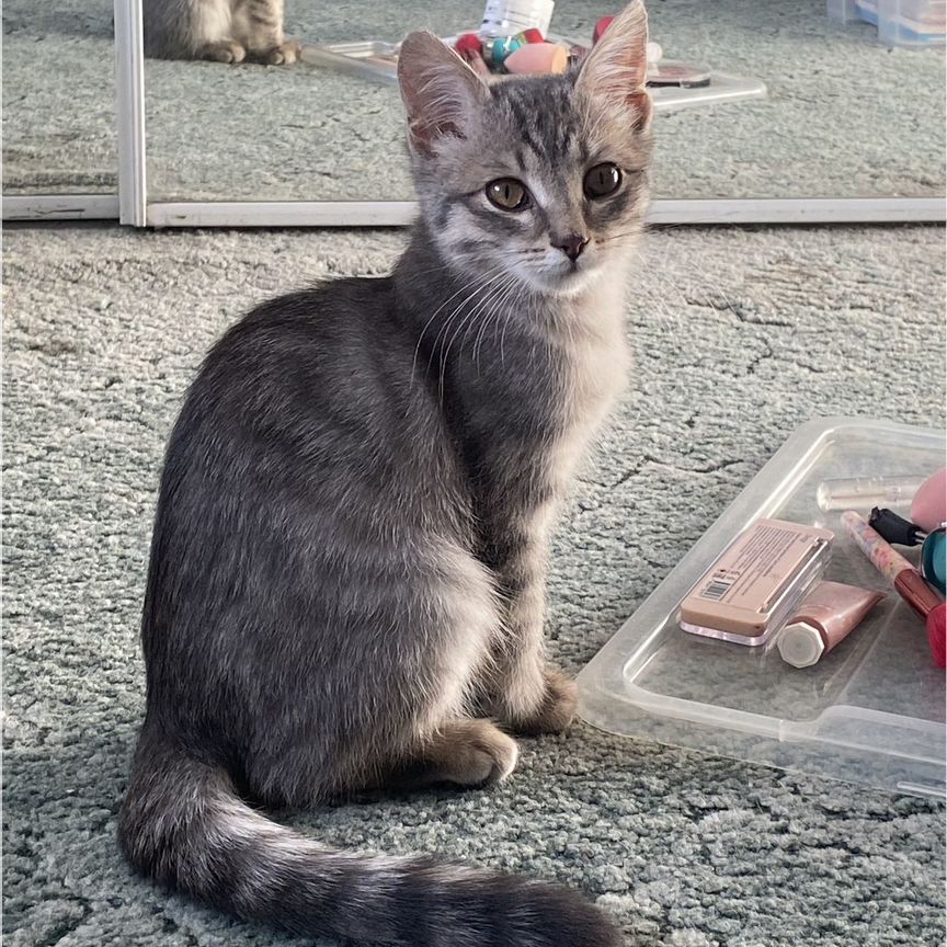 Египетская мау котёнок