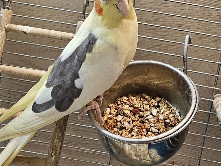 Попугай корелла