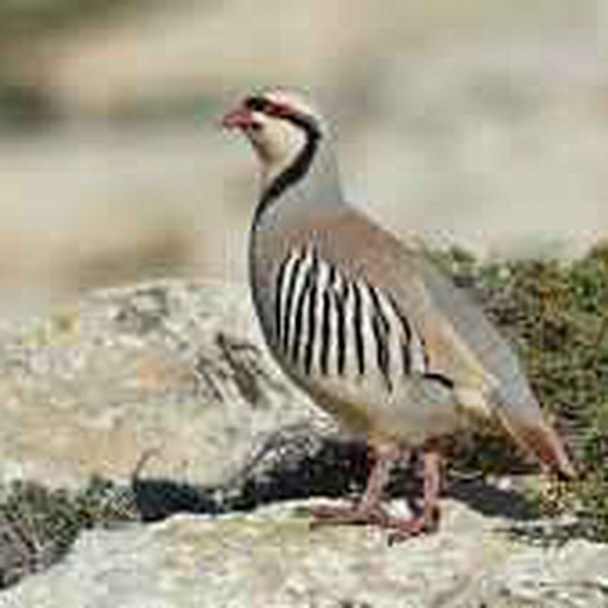 Кеклик куропатка