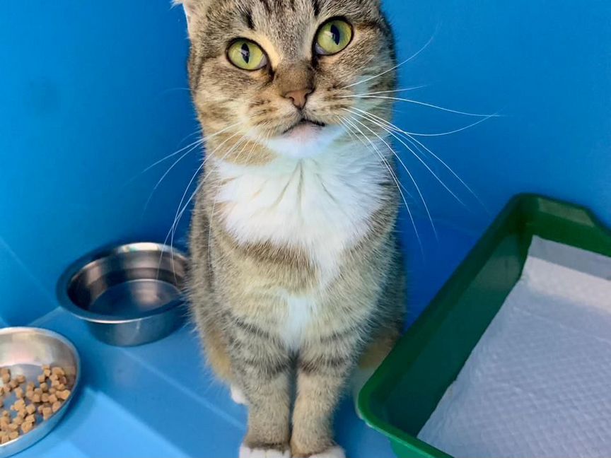 Ласковая и доверчивая кошка