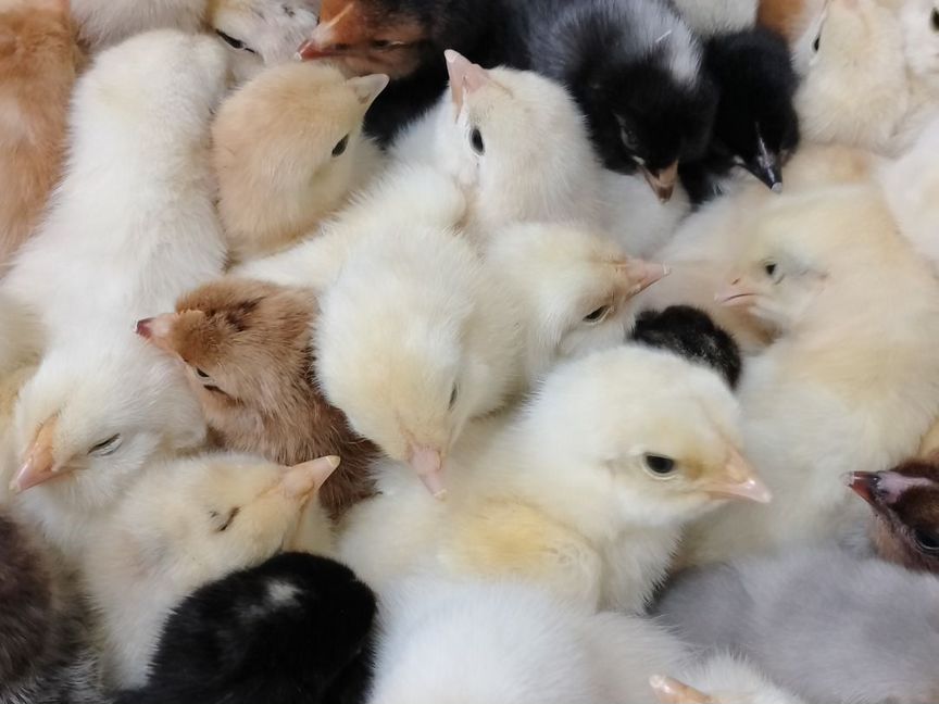 Цыплята кур несушек