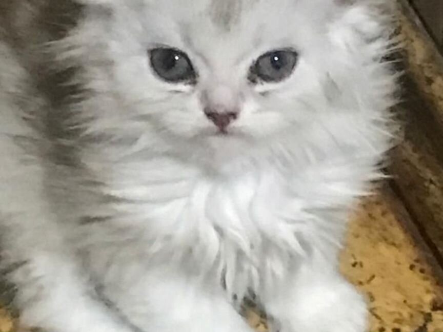 Шотландские вислоухие котята