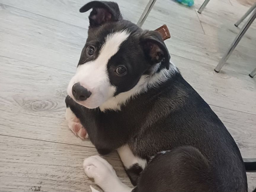 Продаю щенка амстаффа