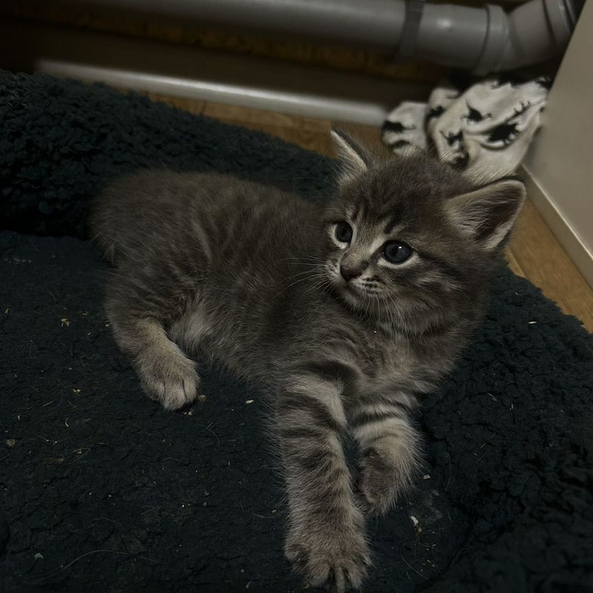 Котята в добрве руки