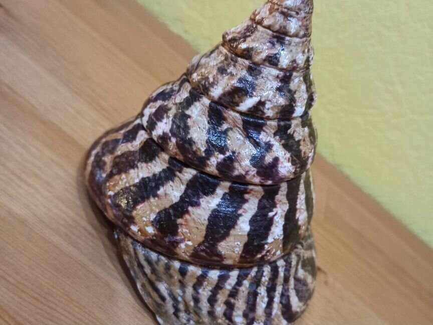 Морская ракушка Трохус