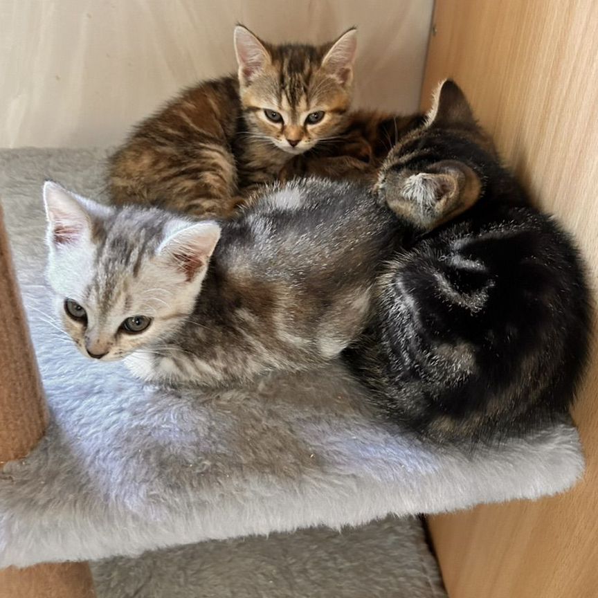 Котята в добрые руки