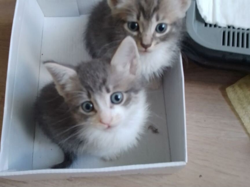 Котята в добрые руки
