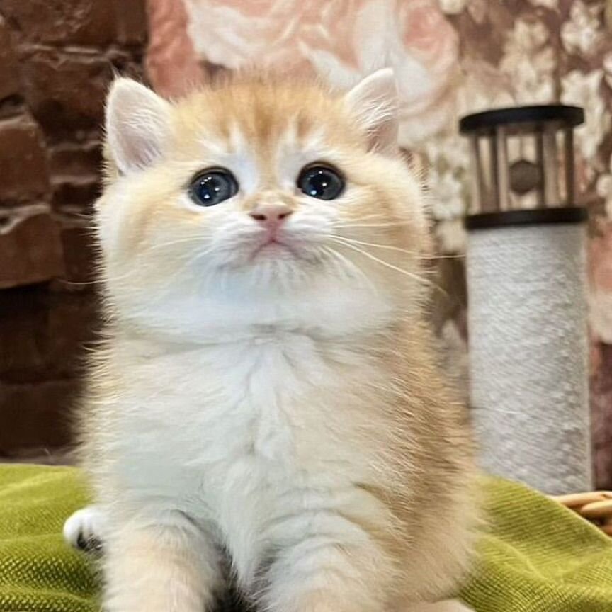 Котёнок мальчик золотая плюшка