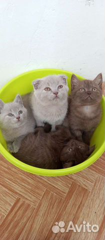 Котята Скотиш фолд и Скотиш страйт