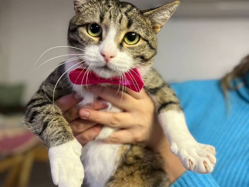 Кот Виталий бесплатно из приюта