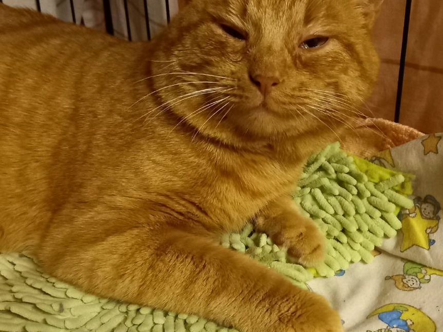 Мартин в добрые руки