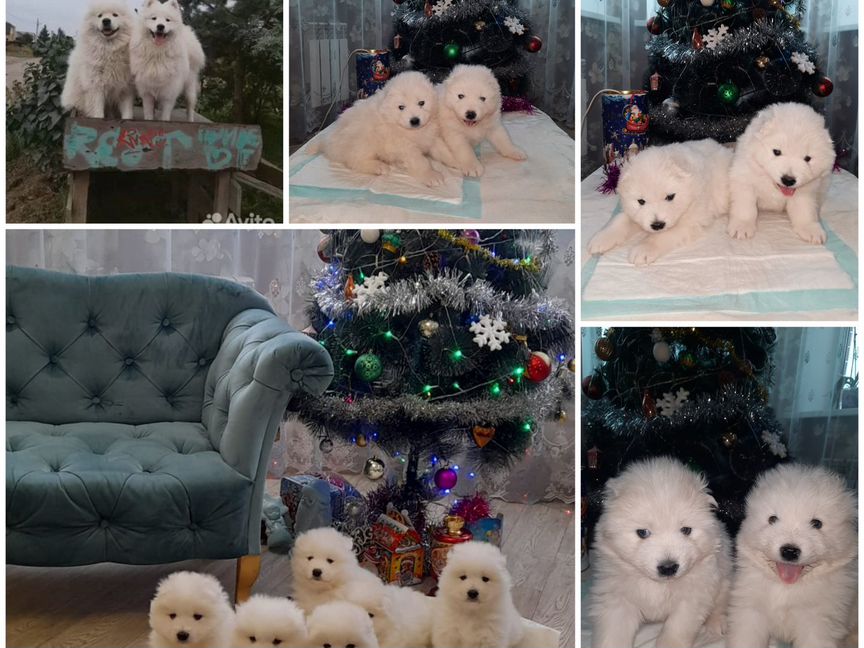 Щенки Самоедской лайки