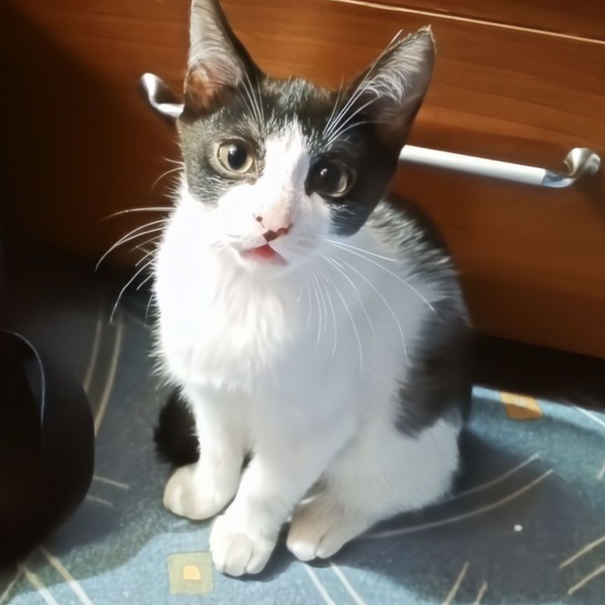 Котёнок в добрые руки