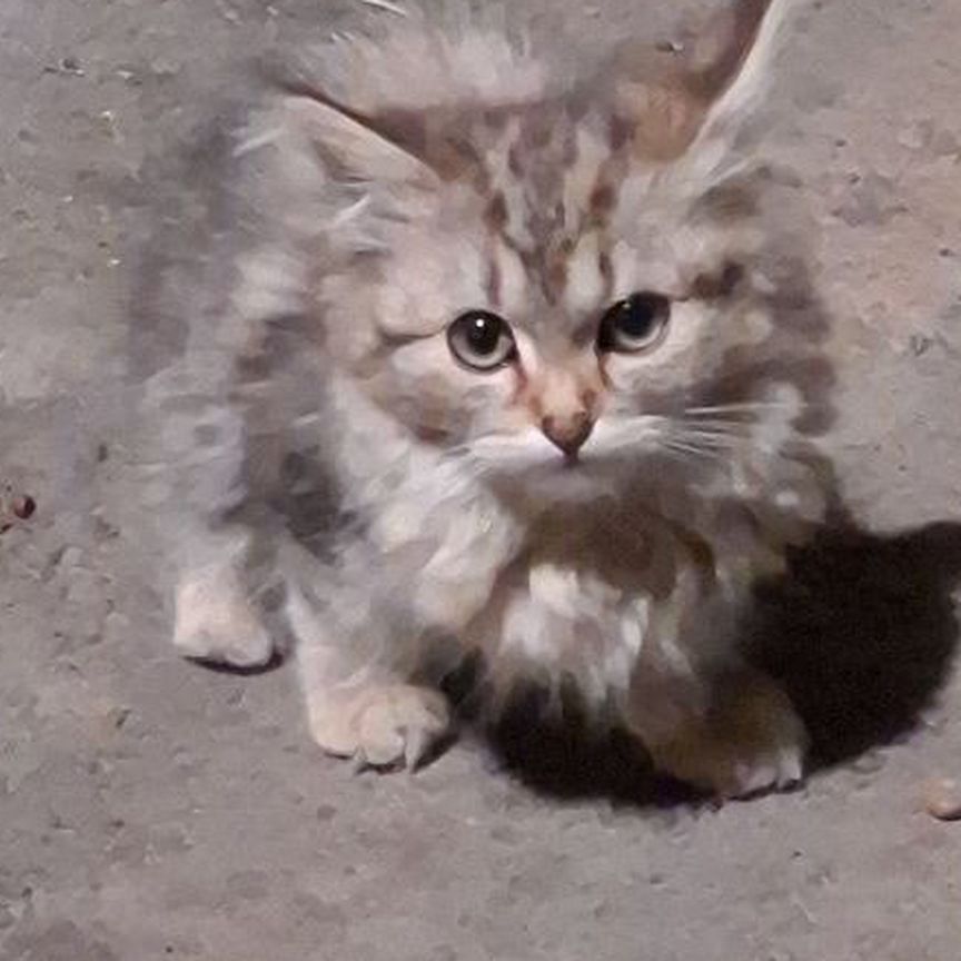 Котенок девочка в добрые руки