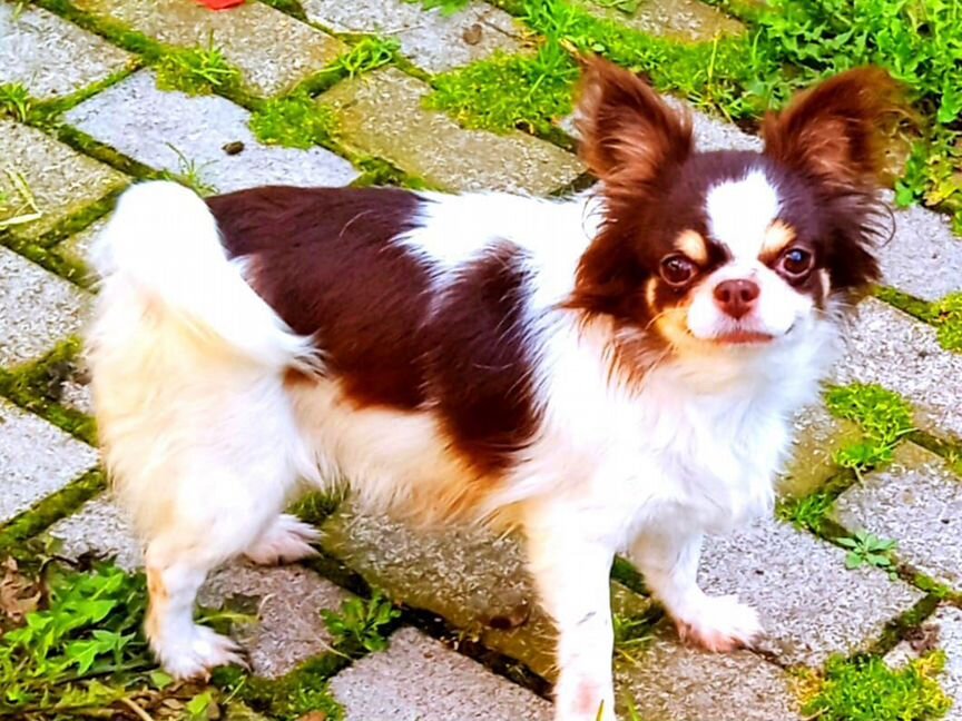 Щенки чихуахуа