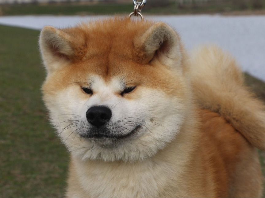 Щенок японской акиты