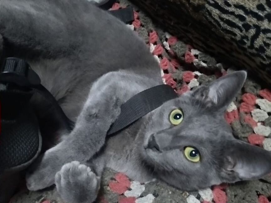 Котенок русская голубая мальчик