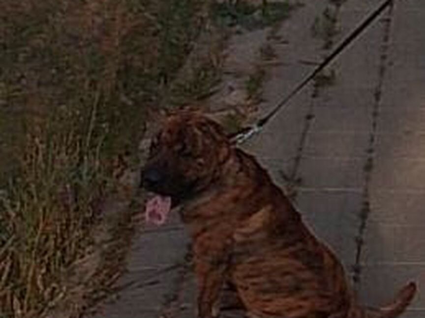 Американский шарпей