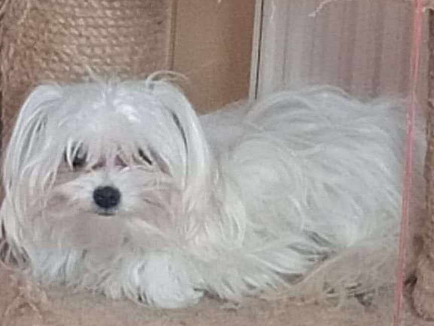 Мальтийская болонка девочка