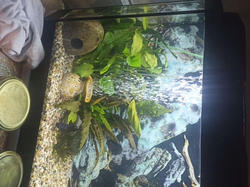 Растения для аквариума всëчто на фото